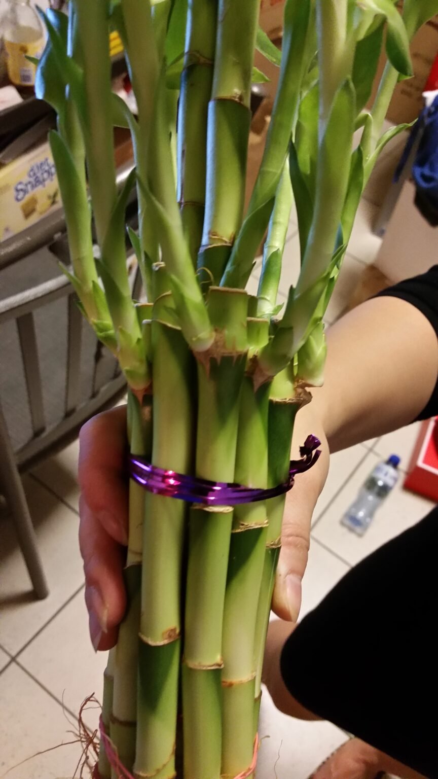 Bamboo Betta Garden - My Hobbies n More