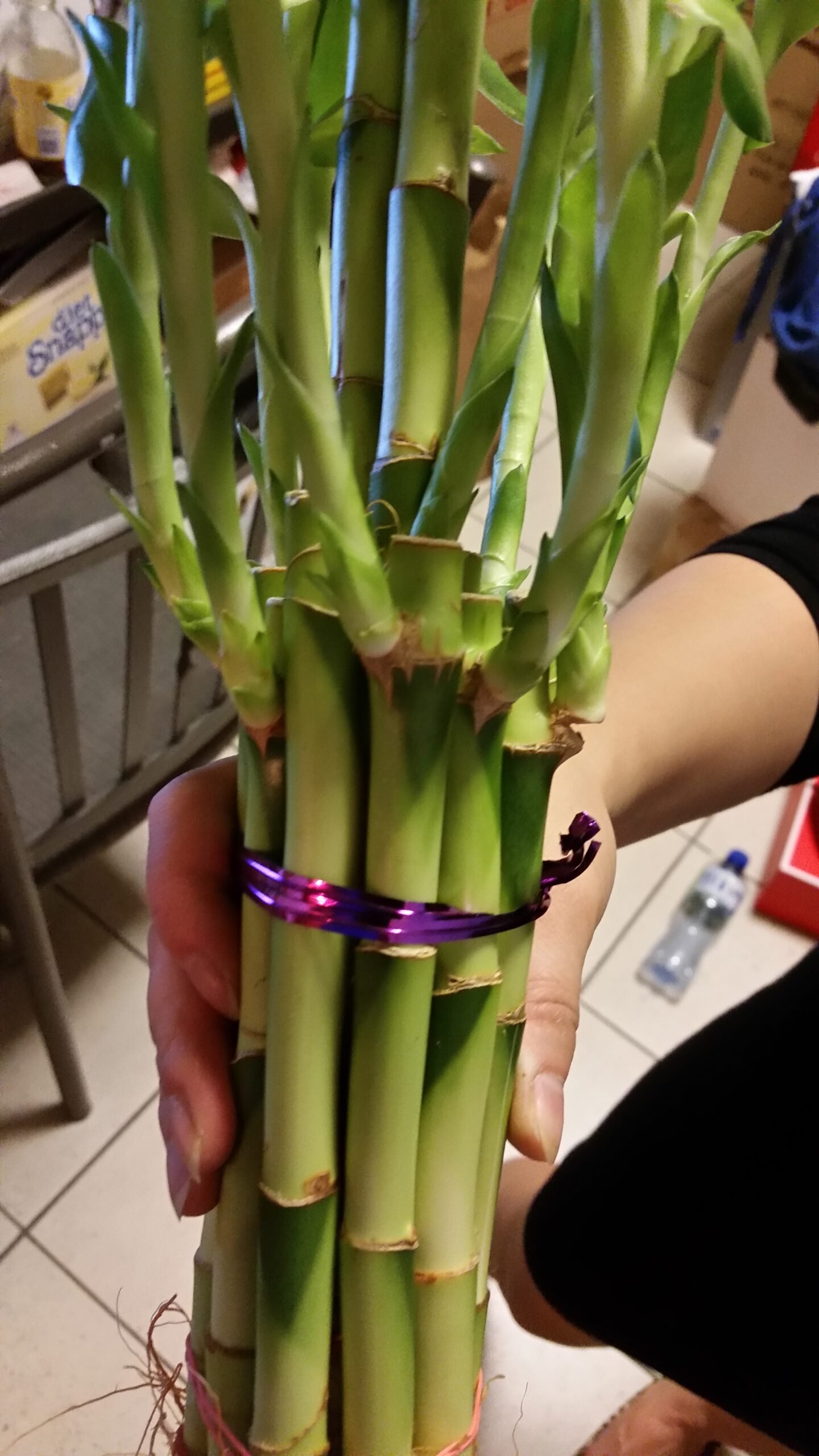 Bamboo Betta Garden - My Hobbies n More